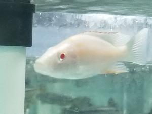 Hap. Compressiceps Albino – Pet Kiosk Live